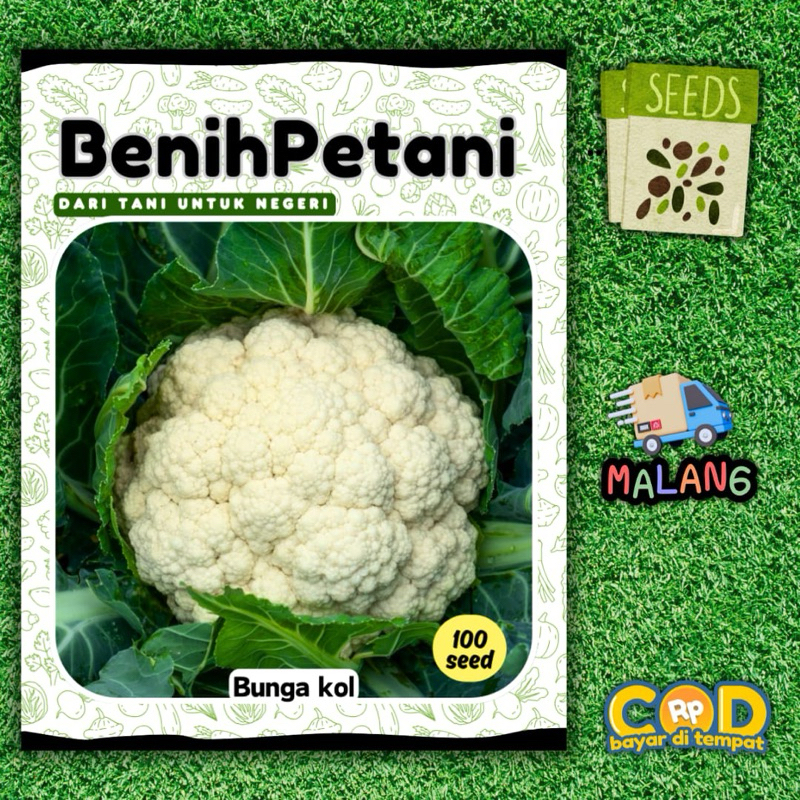 Jual 100 Biji - Benih BUNGA KOL kembang kol blumkol | Shopee Indonesia