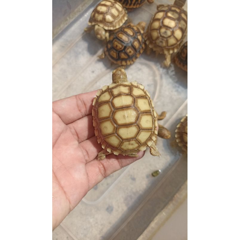 Jual Sulcata size 5-6cm Best Quality | Shopee Indonesia