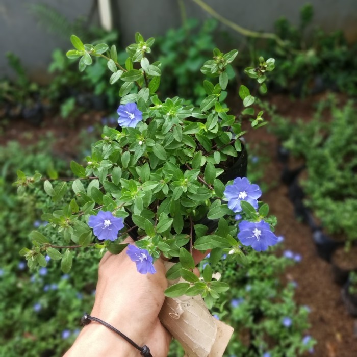 Jual tanaman blue eyes bunga biru rimbun sudah berbunga | Shopee Indonesia