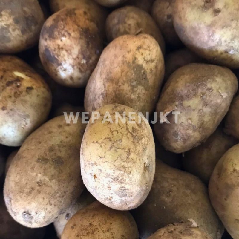 Jual Kentang Dieng Baby Somai Kentang Rendang 1Kg | Shopee Indonesia