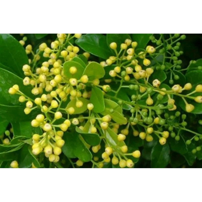 Jual tanaman bunga pacar cina tanaman herbal | Shopee Indonesia