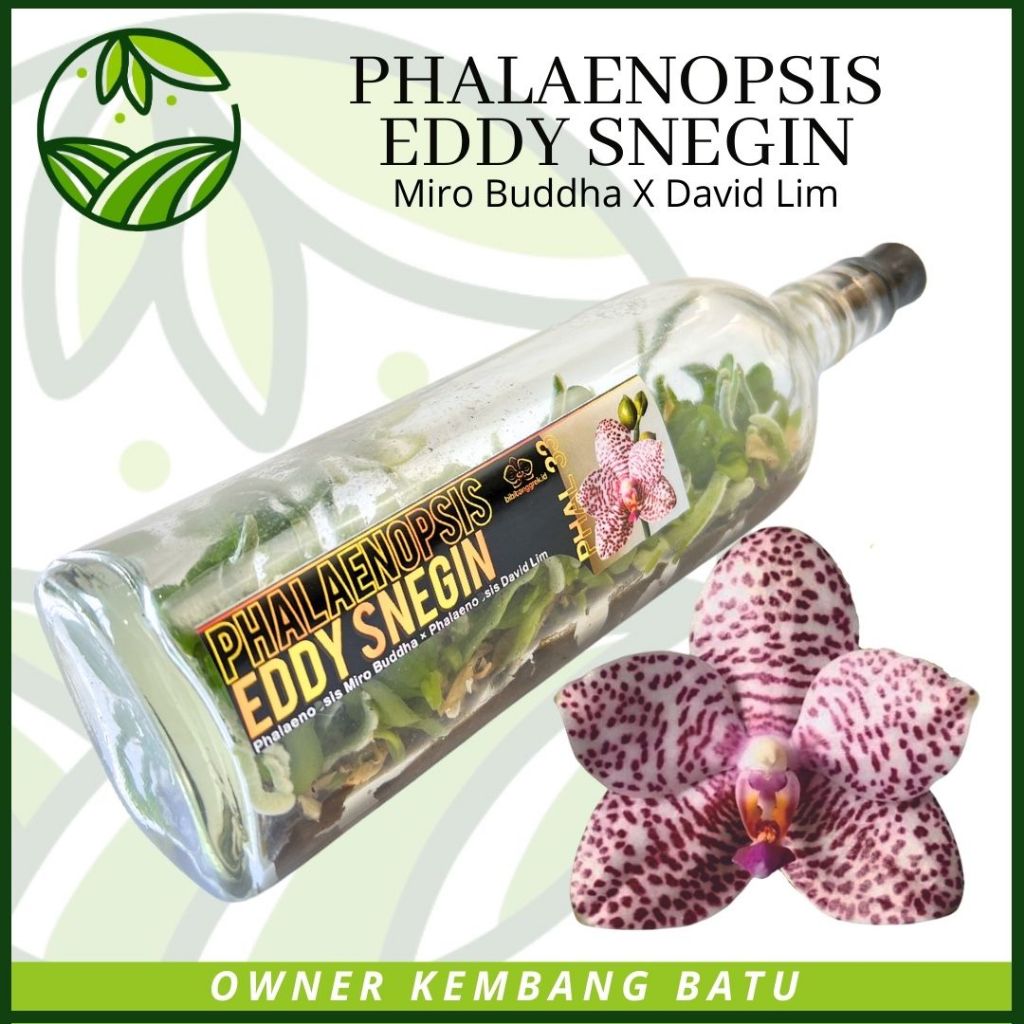 Jual Anggrek Botolan Besar Bulan EDDY SNEGIN Isi Banyak Siap Aklim ...
