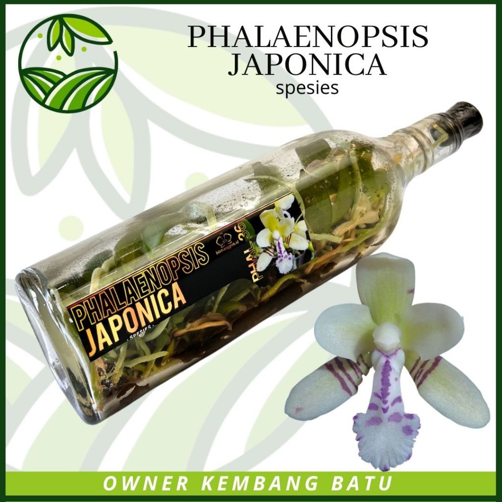 Jual Anggrek Bulan Botolan Spesies JAPONICA Botol Besar Warna Langka ...