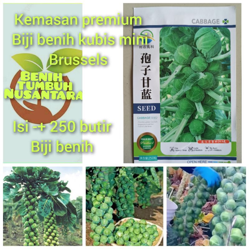 Jual kemasan pabrik isi -+250 butir biji benih kubis mini Brussels ...