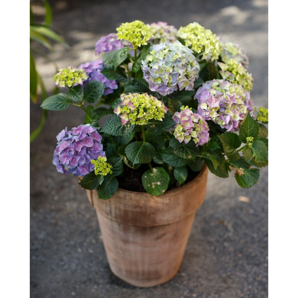 Jual Tanaman Hias Hidup Hortensia Borondong Bunga Besar Tanaman Hidup ...