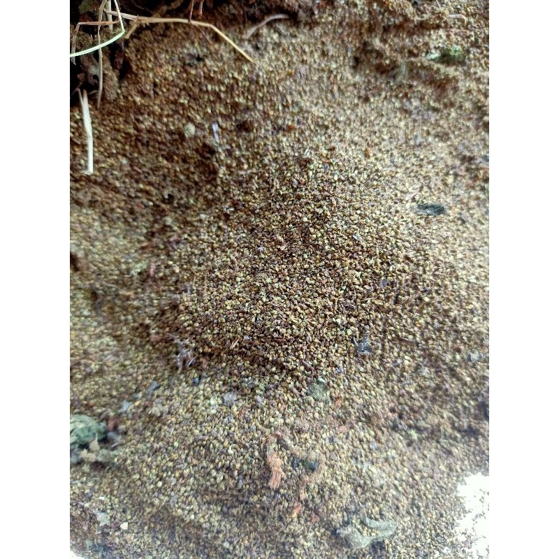 Jual BIJI DAUN PULUS DAUN JELATANG KERING 1KG herbal | Shopee Indonesia