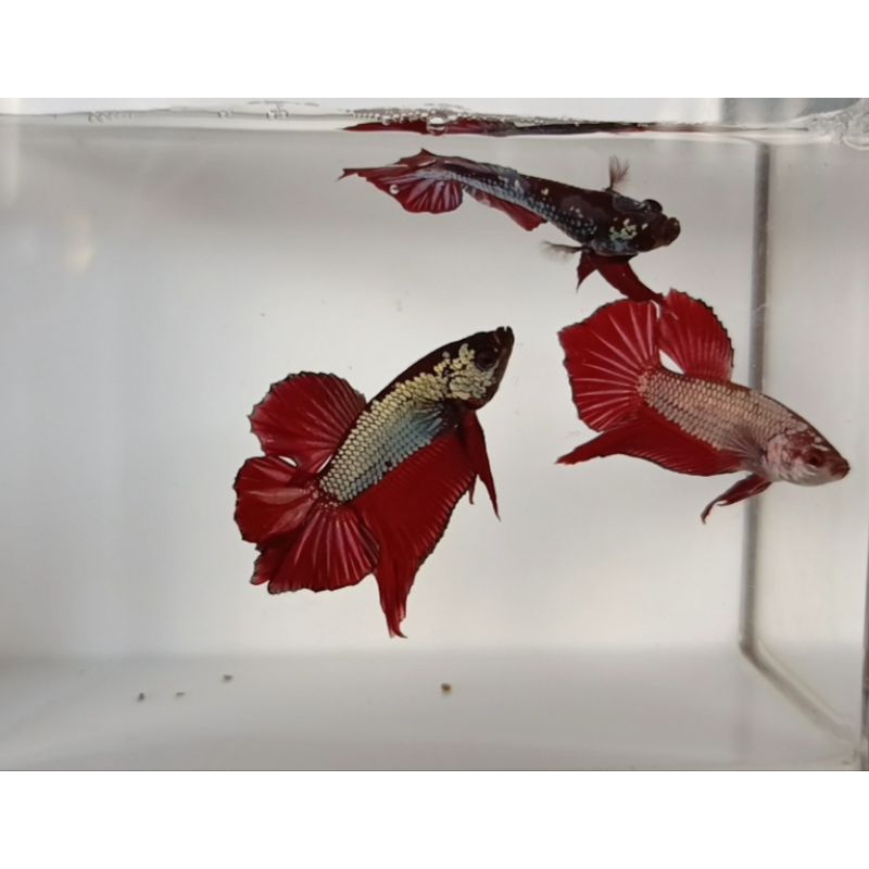 Jual hiasan soliter 1 pasang Ikan Cupang Red Dragon Line HMPK | Shopee ...