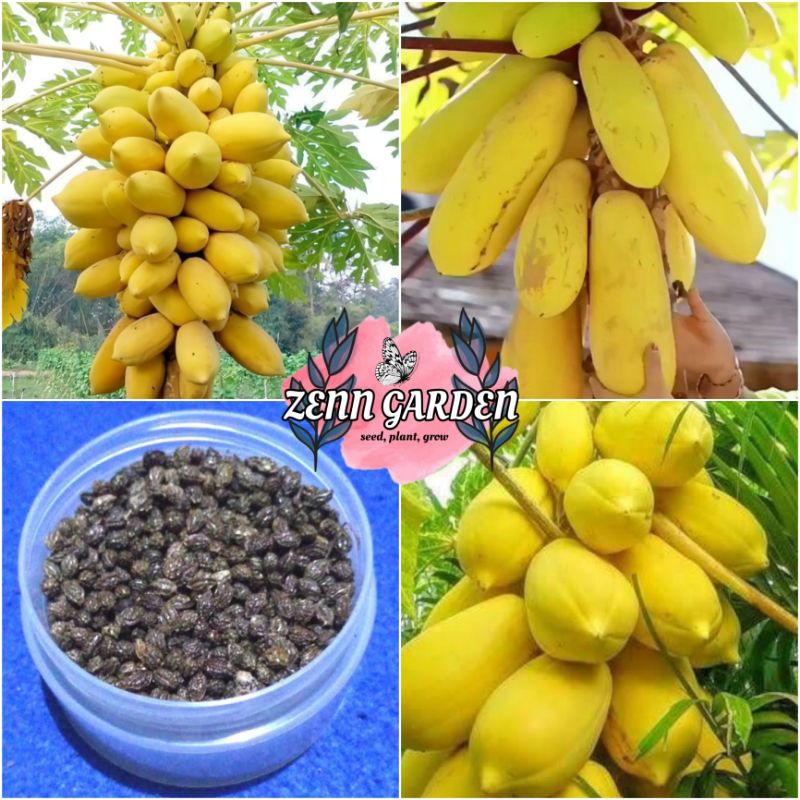 Jual Isi (10 Butir) Bibit Pepaya Kuning Golden Sweet Original F1 Unggul ...