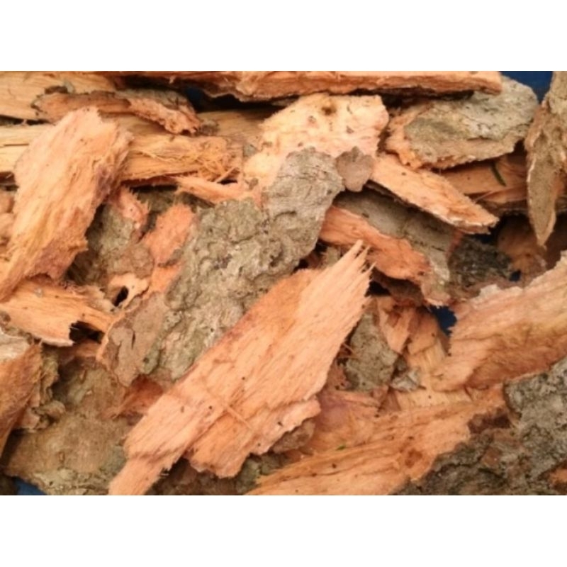 Jual kulit pohon juwet Jamblang fresh segar 600gr | Shopee Indonesia