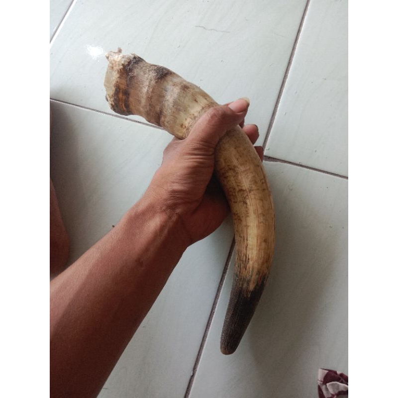 Jual LEMPENG TANDUK SAPI 1 Pasang bukan pasangan) | Shopee Indonesia