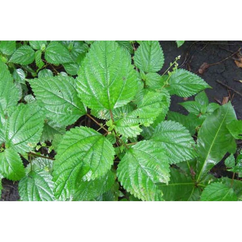 Jual Daun jelatang segar atau daun pulus gatal 500gram | Shopee Indonesia