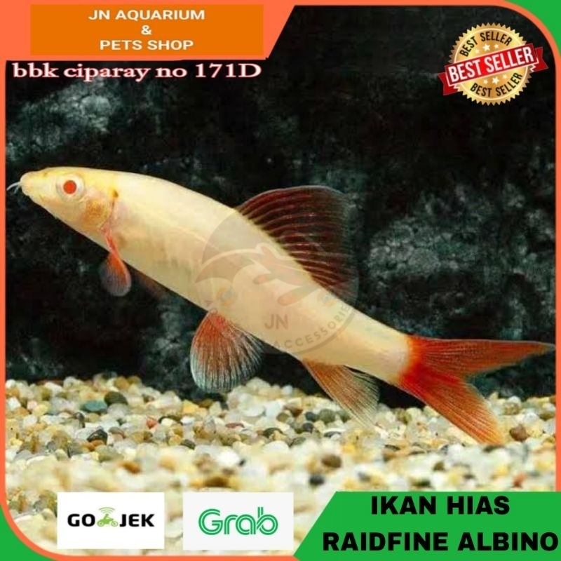 Jual IKAN HIAS RED FIN ALBINO RAINBOW SHARK AIR TAWAR AQUARIUM | Shopee ...