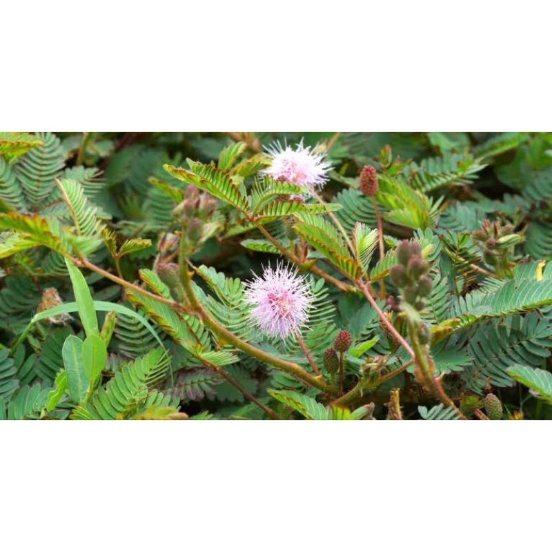 Jual Daun putri malu segar 500 gram | Shopee Indonesia