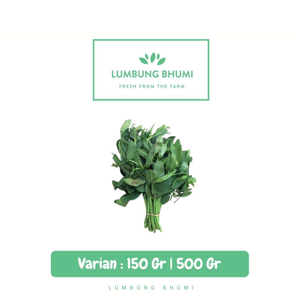 Jual Daun Ginseng Sayur - Lumbung Bhumi | Shopee Indonesia