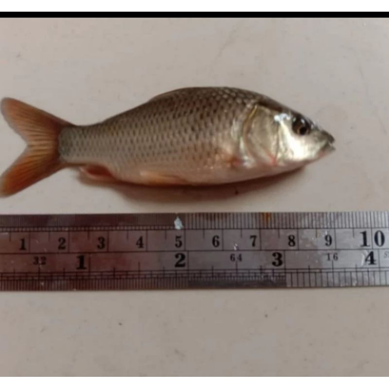 Jual Bibit Ikan mas ukuran 9-10 cm( isi 20 ekor) | Shopee Indonesia