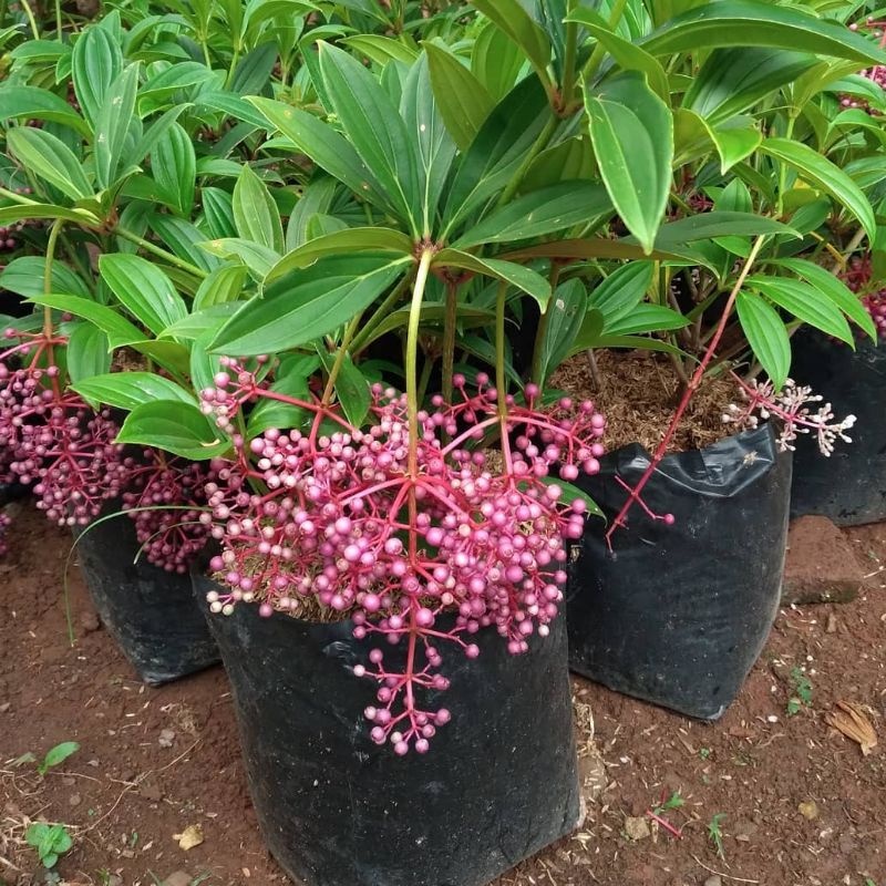 Jual Manfaat daun inggu selama ini lebih sering diambil untuk campuran ...