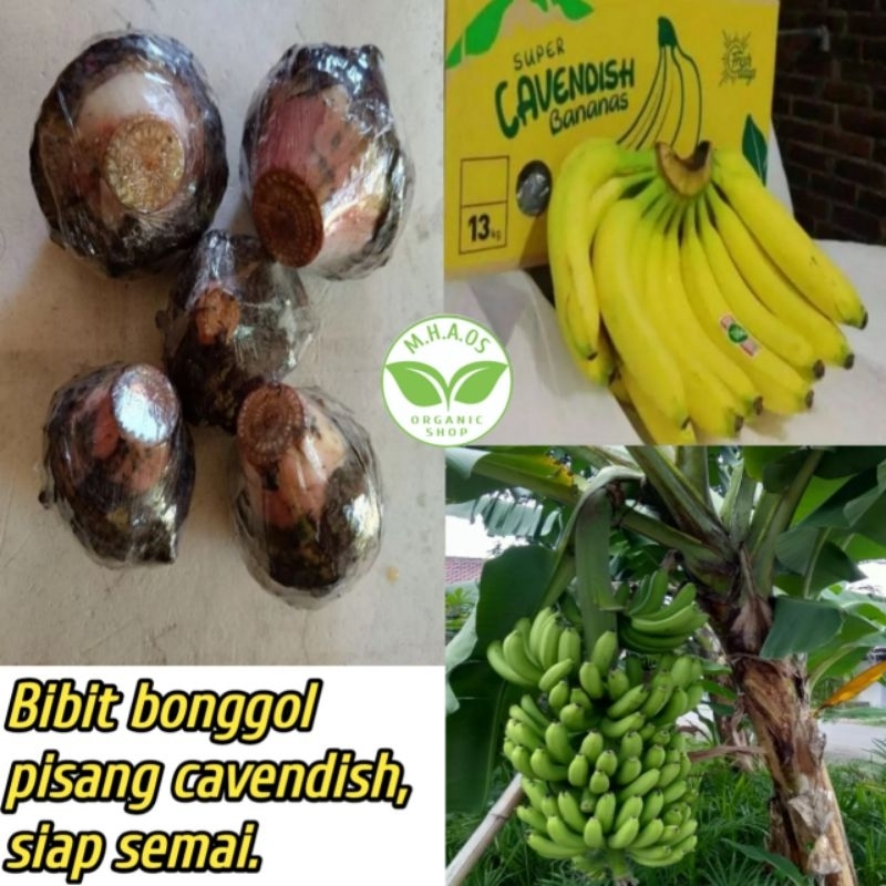 Jual Bibit bonggol pisang cavendish,siap semai. | Shopee Indonesia