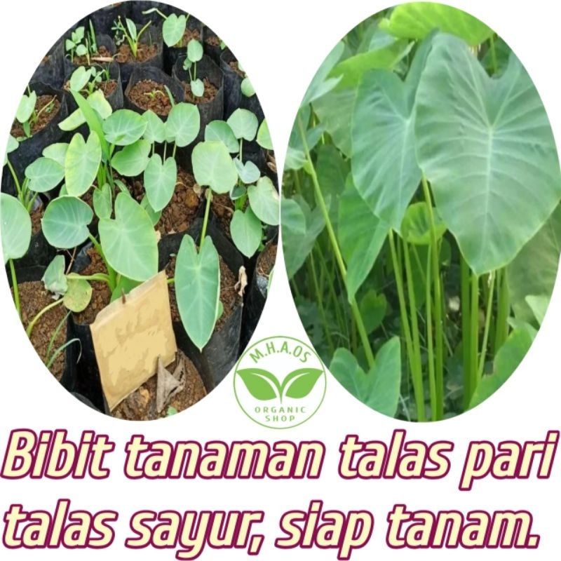 Jual Bibit pohon talas pari talas sayur,siap tanam. | Shopee Indonesia