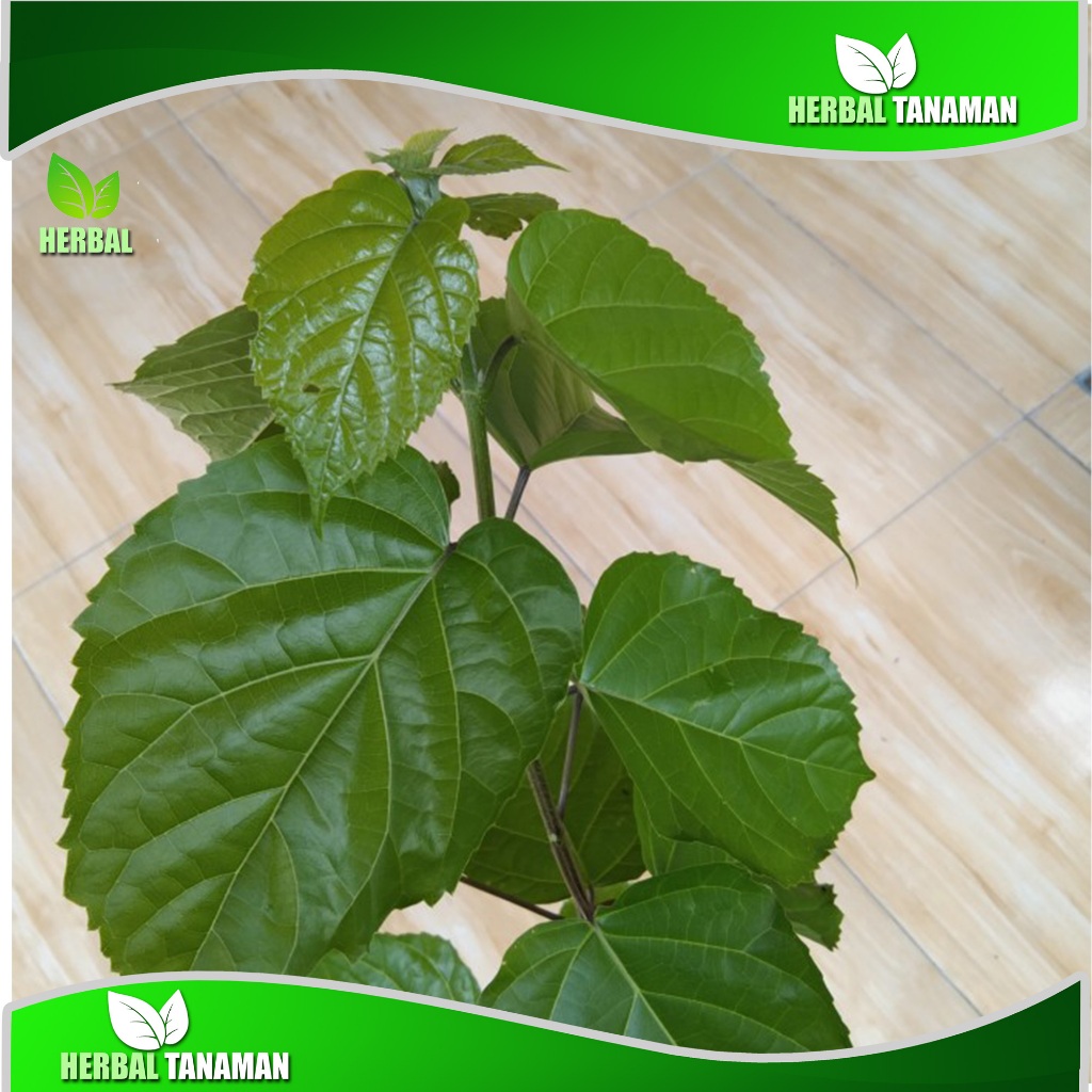 Jual Daun Singkil Buas Buas Segar Herbal Alami 1 kg | Shopee Indonesia