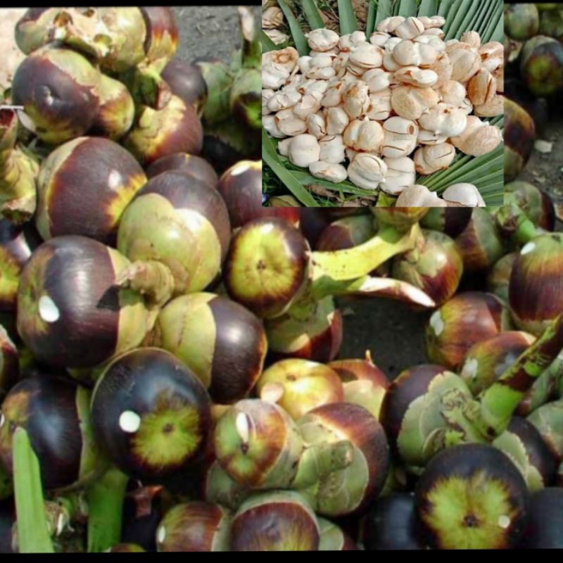 Jual Buah Siwalan Lontar Utuh Semarang | Shopee Indonesia