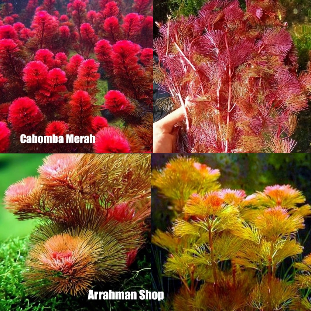 Jual cabomba merah - tanaman air aquascape kabomba merah Cabomba Super ...