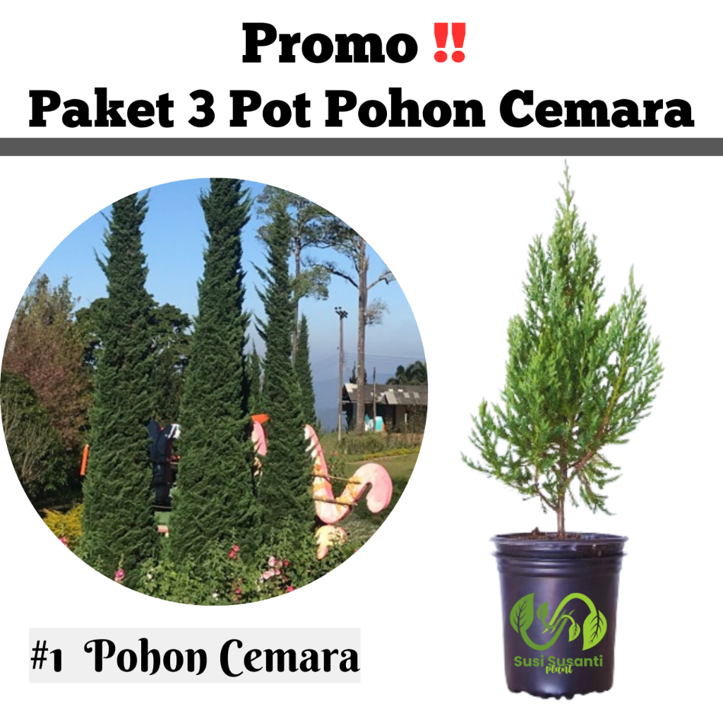 Jual Promo Paket 3 Pohon Tanaman Hias Cemara Lilin Pyramid Cemara Papua ...