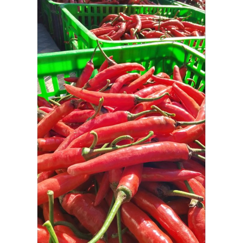 Jual cabe merah besar 1kg | Shopee Indonesia