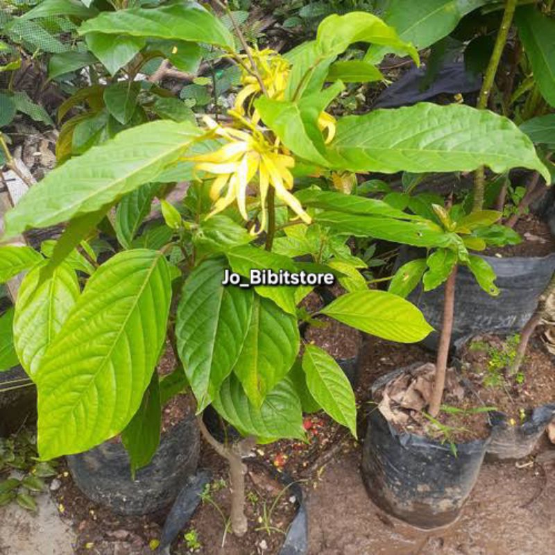 Jual Asli Bibit Bunga Kenanga Sudah Berbunga Dan Rimbun | Shopee Indonesia