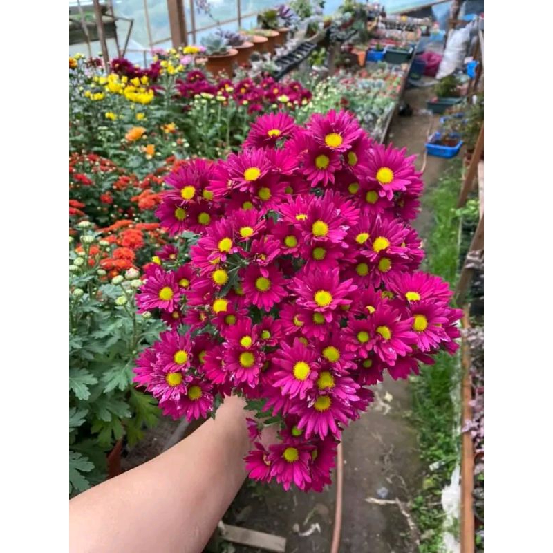 Jual Tanaman bunga krisan Berkualitas tanaman hidup bunga seruni bunga ...