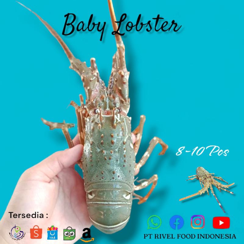Jual Lobster Laut Fresh Frozen 1kg isi 6-8 ekor Termurah | Shopee Indonesia