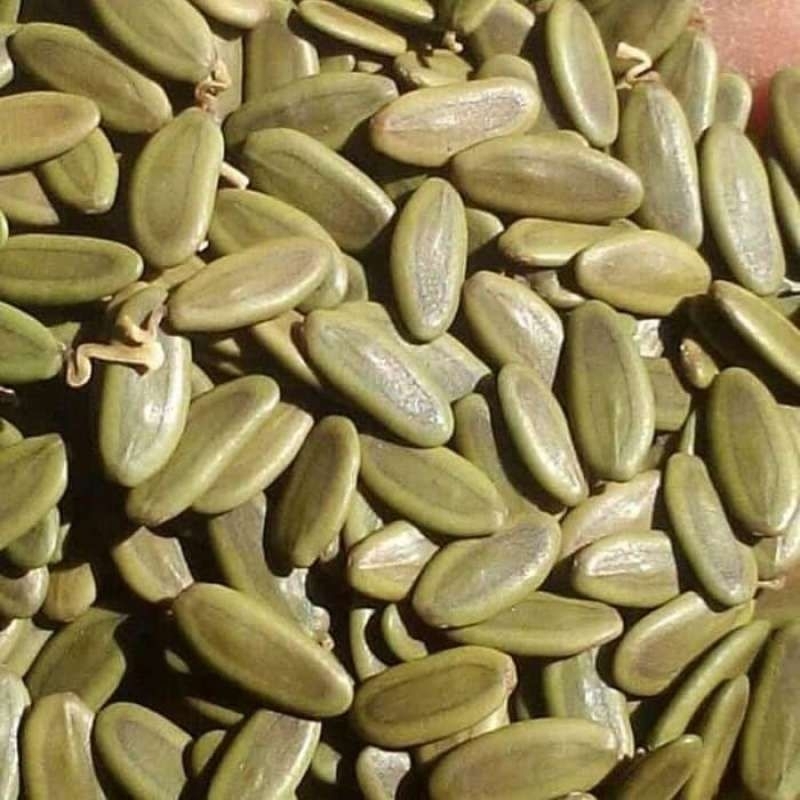 Jual Biji Sengon Laut / Biji Sengon Solomon / Biji Jengjen 100gr ...