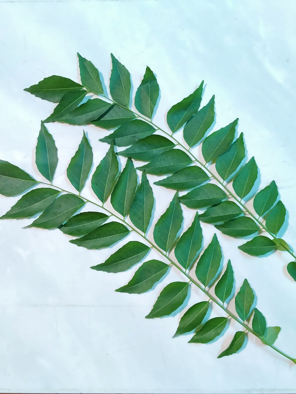 Jual Daun Kari Segar - Salam Koja - Temurui Per Pack 50gr | Shopee ...