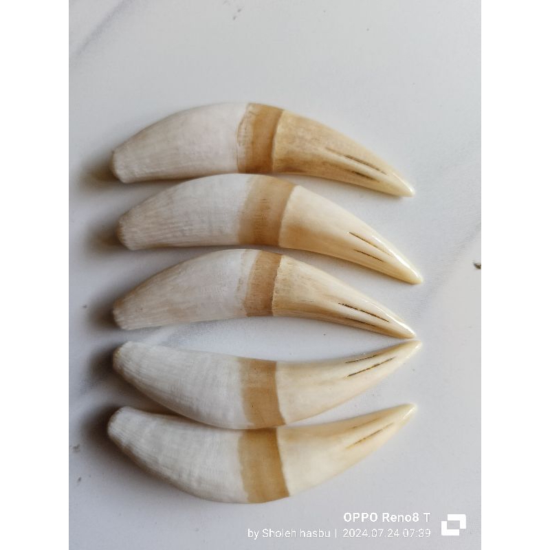 Jual replika taring macan | Shopee Indonesia