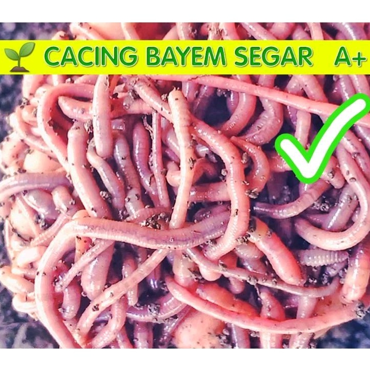 Jual Cacing bayem cacing sawah cacing tanah Umpan mancing gacor ikan ...