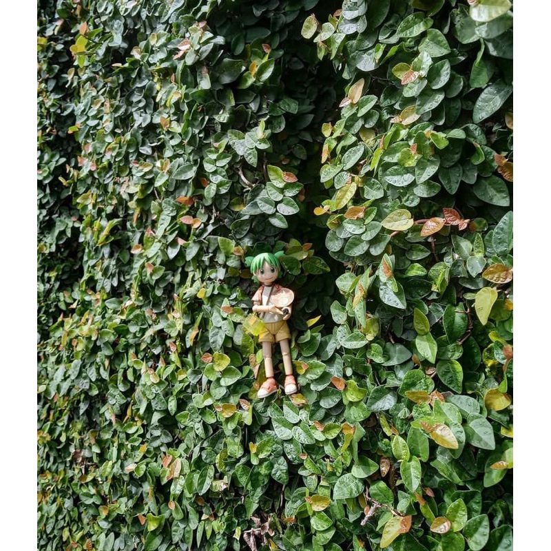 Jual Tanaman Hisa Dolar Rambat Mini/Tanaman Rambat Pagar/Stek Batang ...