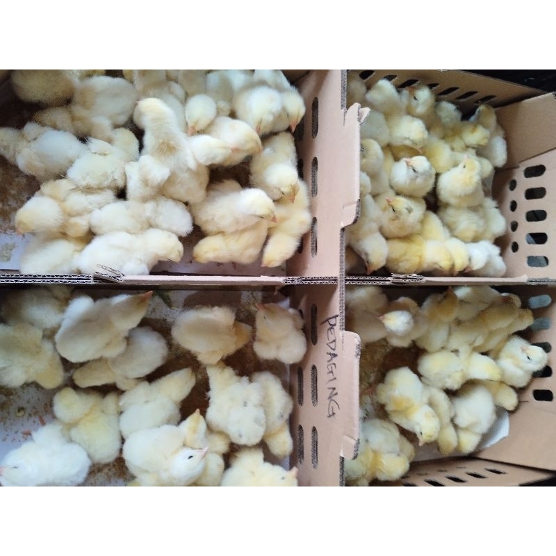 Jual Doc Pejantan Pesanan Pa Arif | Shopee Indonesia