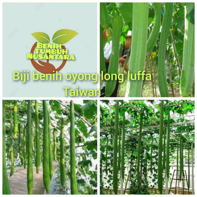Jual 20 butir biji benih oyong long luffa taiwan | Shopee Indonesia