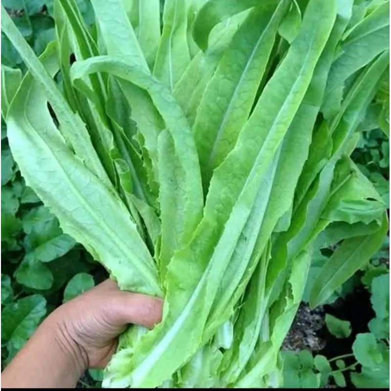 Jual BIJI BENIH SELADA WANGI SIOMAK | Shopee Indonesia