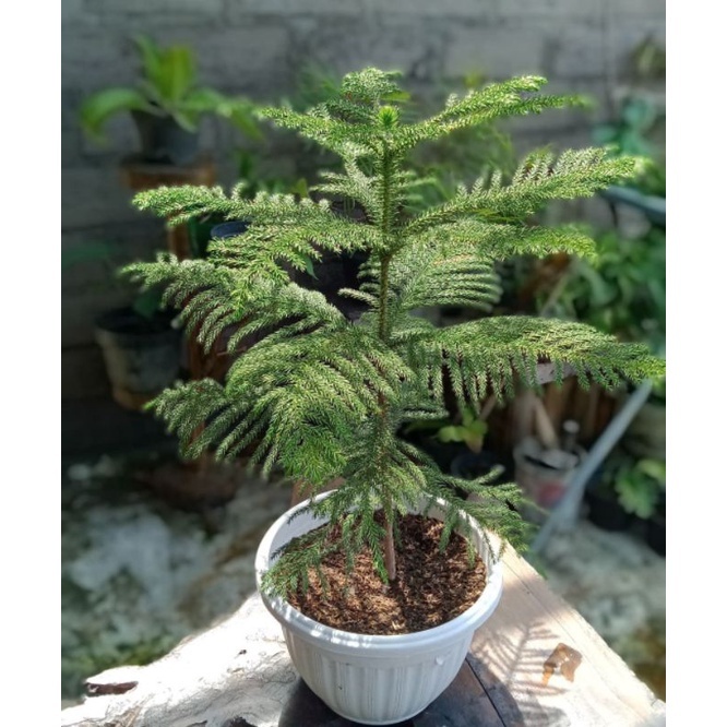 Jual Tanaman Hidup CEMARA NORFOLK - Pohon Cemara PENTRIS - Tanaman Hias ...