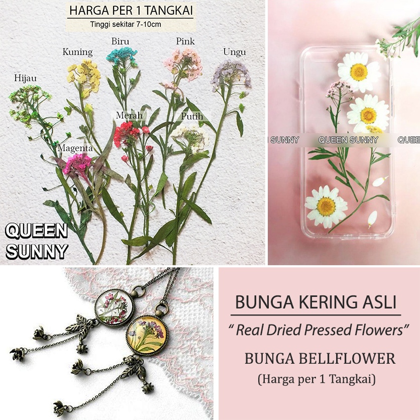 Jual Bunga Kering Asli Bunga Bellflower Dry Flower Hiasan Scrapbook Isi ...