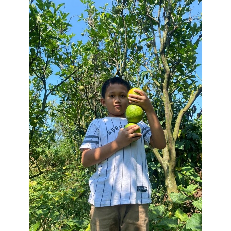 Jual JERUK MANIS/JERUK PERAS/JERUK BABY JAVA MALANG 9.000/1KG UKURAN ...