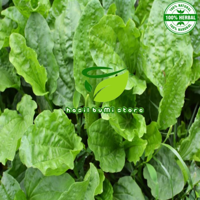 Jual Daun sendok daun kiurat asli segar 1kg | Shopee Indonesia