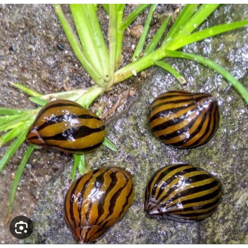 Jual Siput Keong Turbo Aquascape Murah Koleksi Mainan Anak Hidup ...