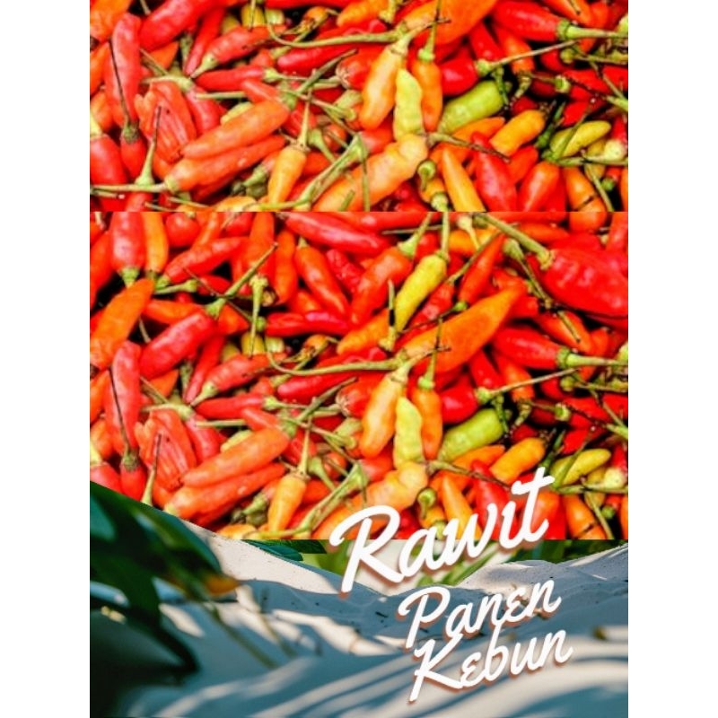 Jual Cabe Rawit Merah & Hijau 1/2 Kg Fresh Panen Kebun | Shopee Indonesia