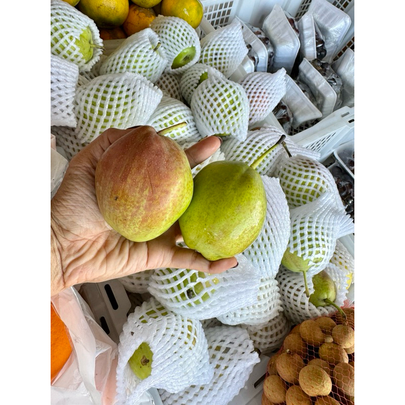 Jual BUAH pear xiangli 1 kg | Shopee Indonesia