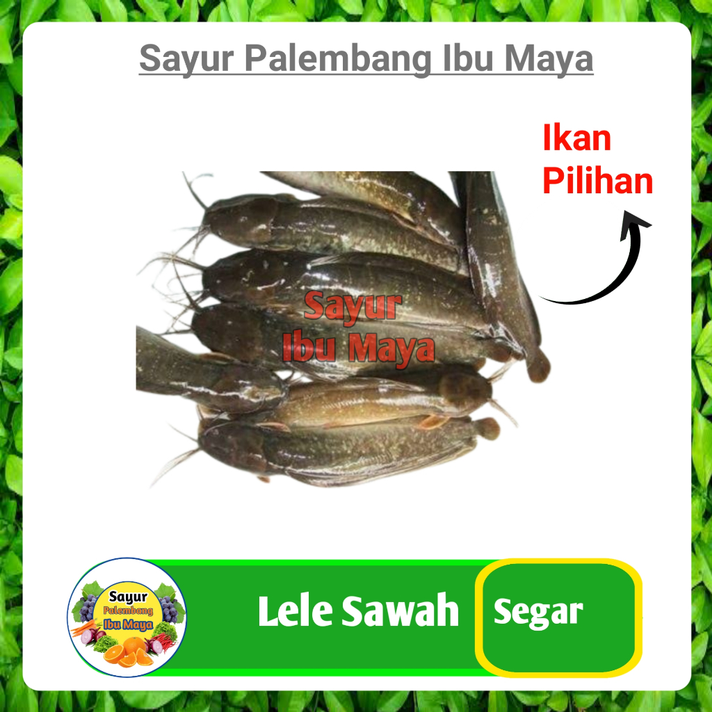 Jual Lele Sawah Segar - Sayur Sayuran Mayur Segar Online Palembang ...