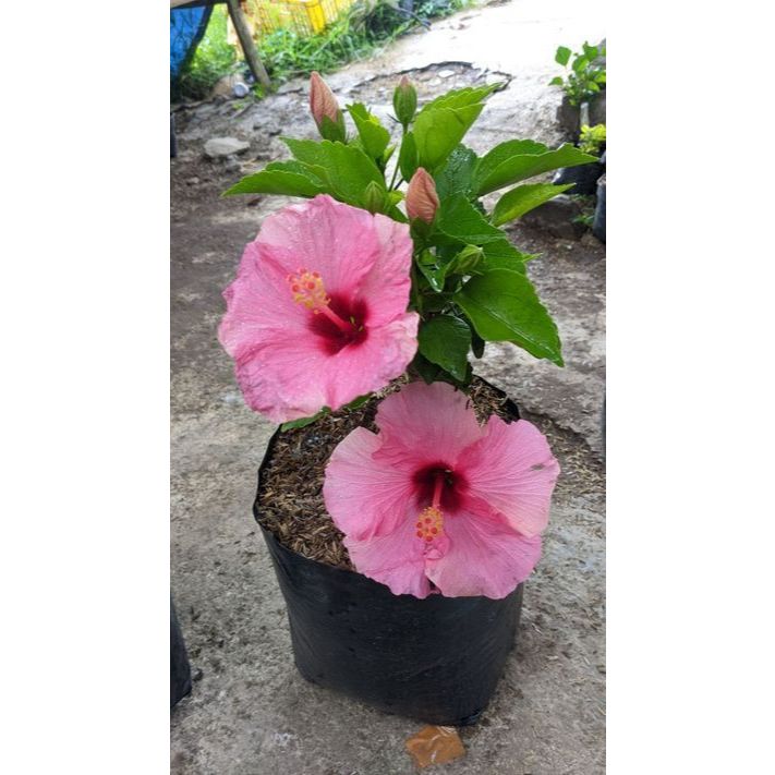 Jual indukan bunga sepatu( Hibiscus rosa-sinensis L.) kondisi berbunga ...