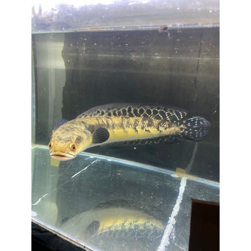 Jual CHANNA YELLOW SENTARUM 9-10CM PROGRES BATIK BAR SIMET | Shopee ...