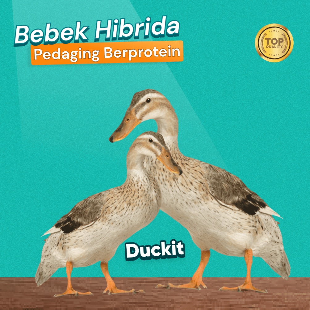 Jual KODE K9Y2 BEBEK HIBRIDA SEGAR BESAR SEHAT TINGGI PROTEIN HIDUP ...