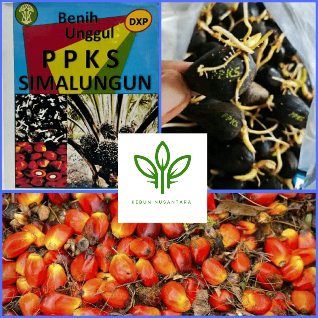Jual KECAMBAH SAWIT PPKS SIMALUNGUN | Shopee Indonesia